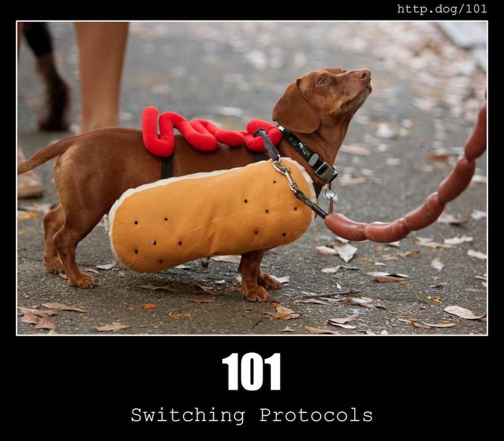 101 Switching Protocols - HTTP status code and cats!